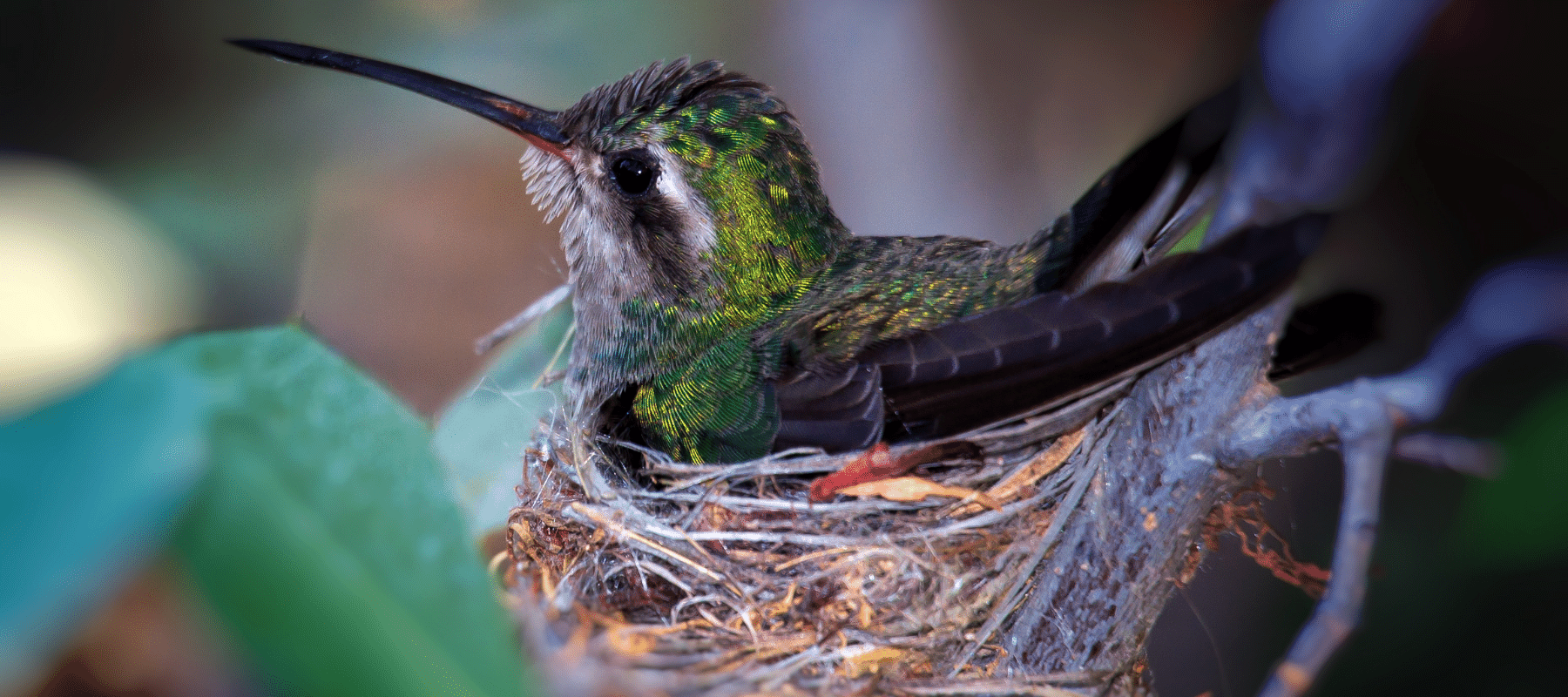 Guide to the hummingbirds in Costa Rica